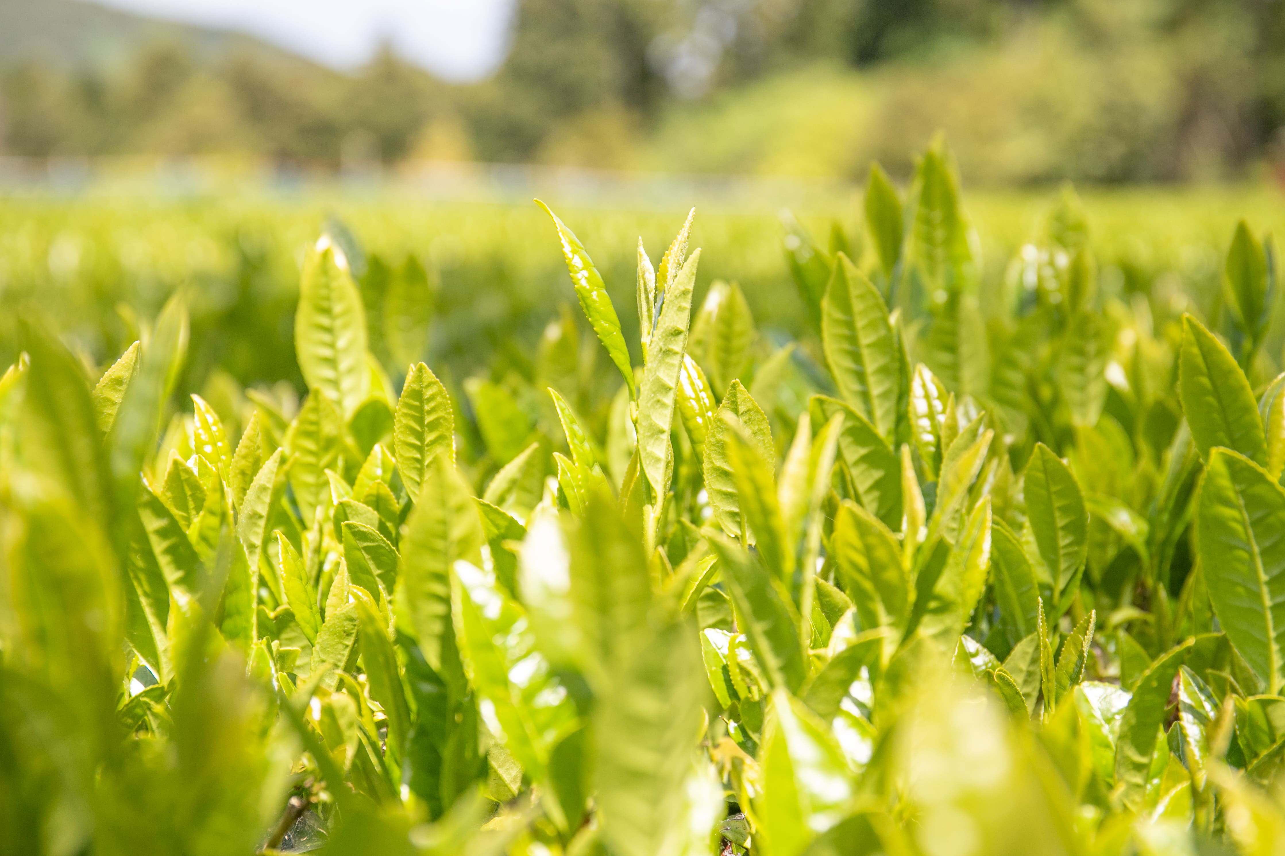 Japan’s massive matcha parfait weighs 6 kilos, contains hidden ...