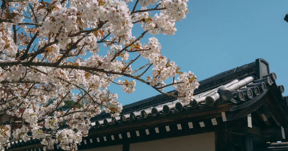Sakura tree falls on man at Sannenzaka near Kiyomizu temple in Kyoto ...