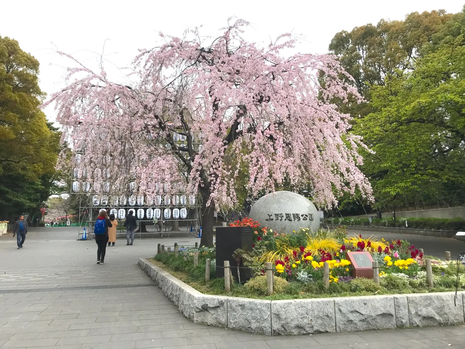 Hanami cherry blossom viewing season begins in Japan as cities around ...
