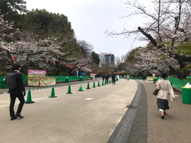 Should you get up early to see the sakura cherry blossoms in Tokyo ...