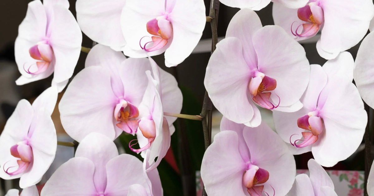 Kumamoto Governor embroiled in flower scandal | SoraNews24 -Japan News-