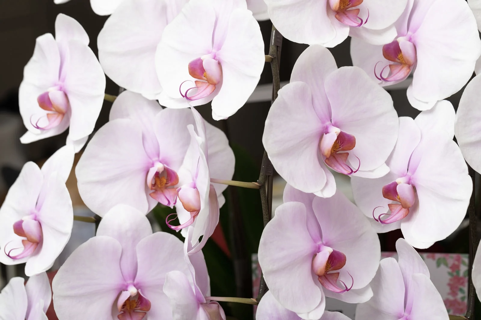 Master Blaster | SoraNews24 -Japan News-