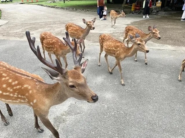Increased tourist numbers in Nara Park are affecting the size of its ...