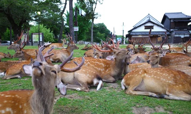 Nara deer shikadamari phenomenon continues to baffle visitors at Nara ...
