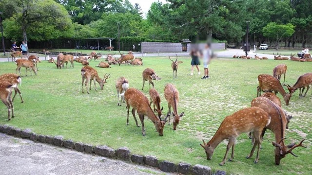 Nara deer shikadamari phenomenon continues to baffle visitors at Nara ...