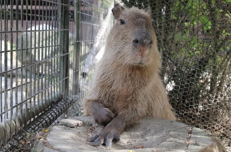 Japan’s Capylympics capybara watermelon eating contest brings new ...