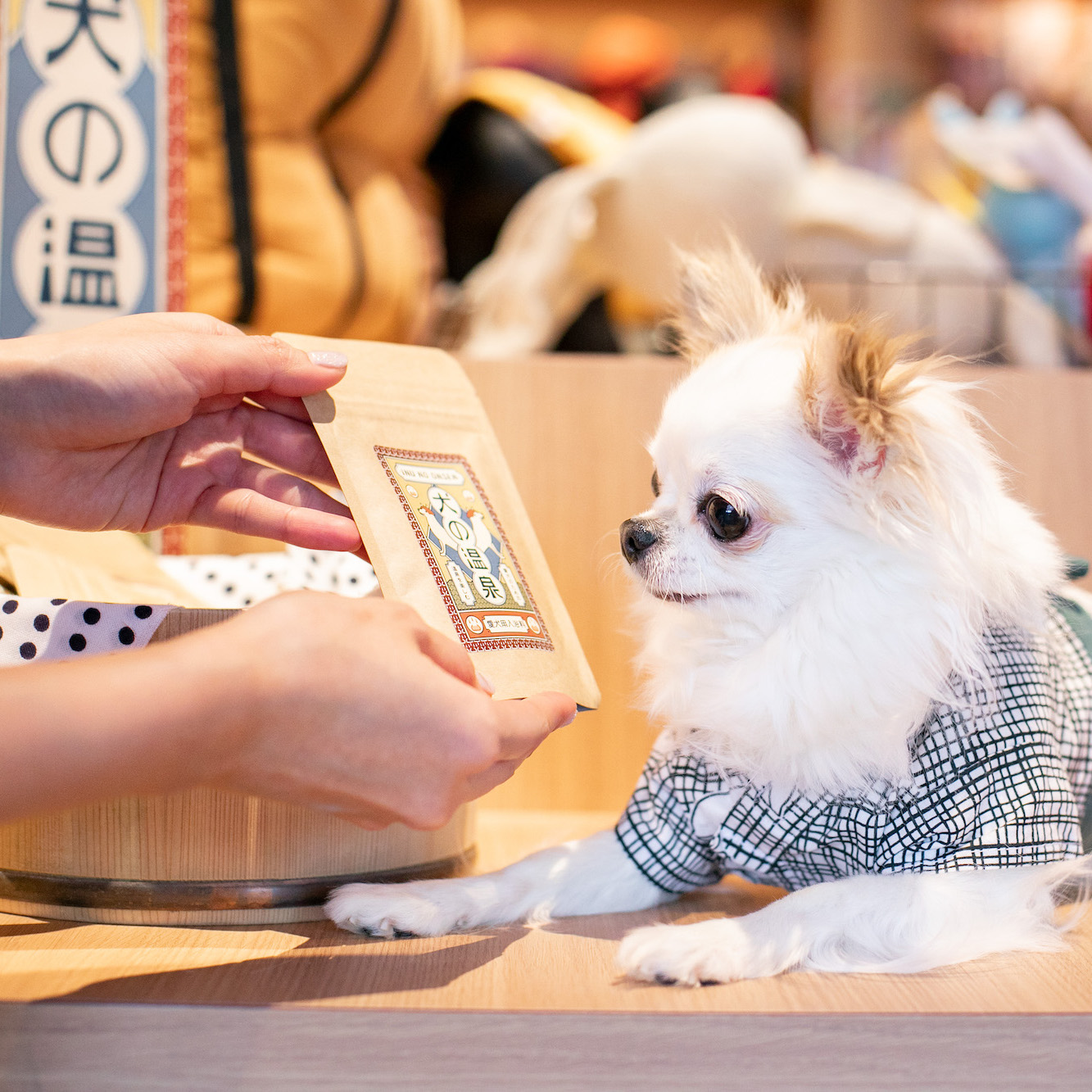 Dog’s Onsen: Give your pet a traditional Japanese hot spring bath ...