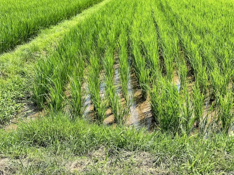 Anime holy ground – A visit to the real-world location of Look Back ...