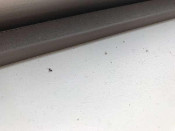 Woman versus bed bug: A battle to the death | SoraNews24 -Japan News-