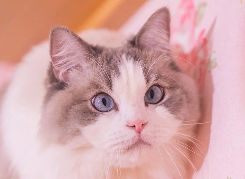 Japan’s cat testicle calendar is here for nyantama fans to go nuts with ...