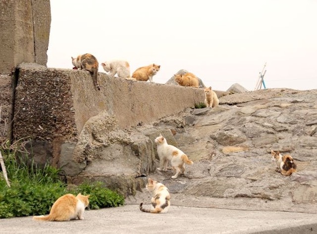 Japanese cat island reveals all its cats will soon be gone | SoraNews24 ...