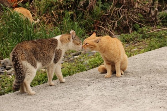 Japanese cat island reveals all its cats will soon be gone | SoraNews24 ...