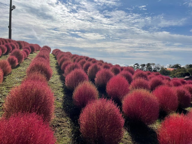Witness the stunning hues of red and blue with Lake Biwa views at Mt ...