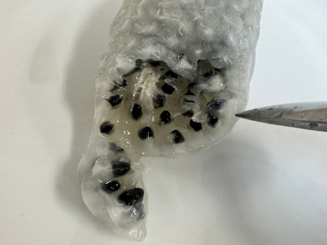 What’s the deal with akebi, the perfectly purple, alien-like fruit that ...