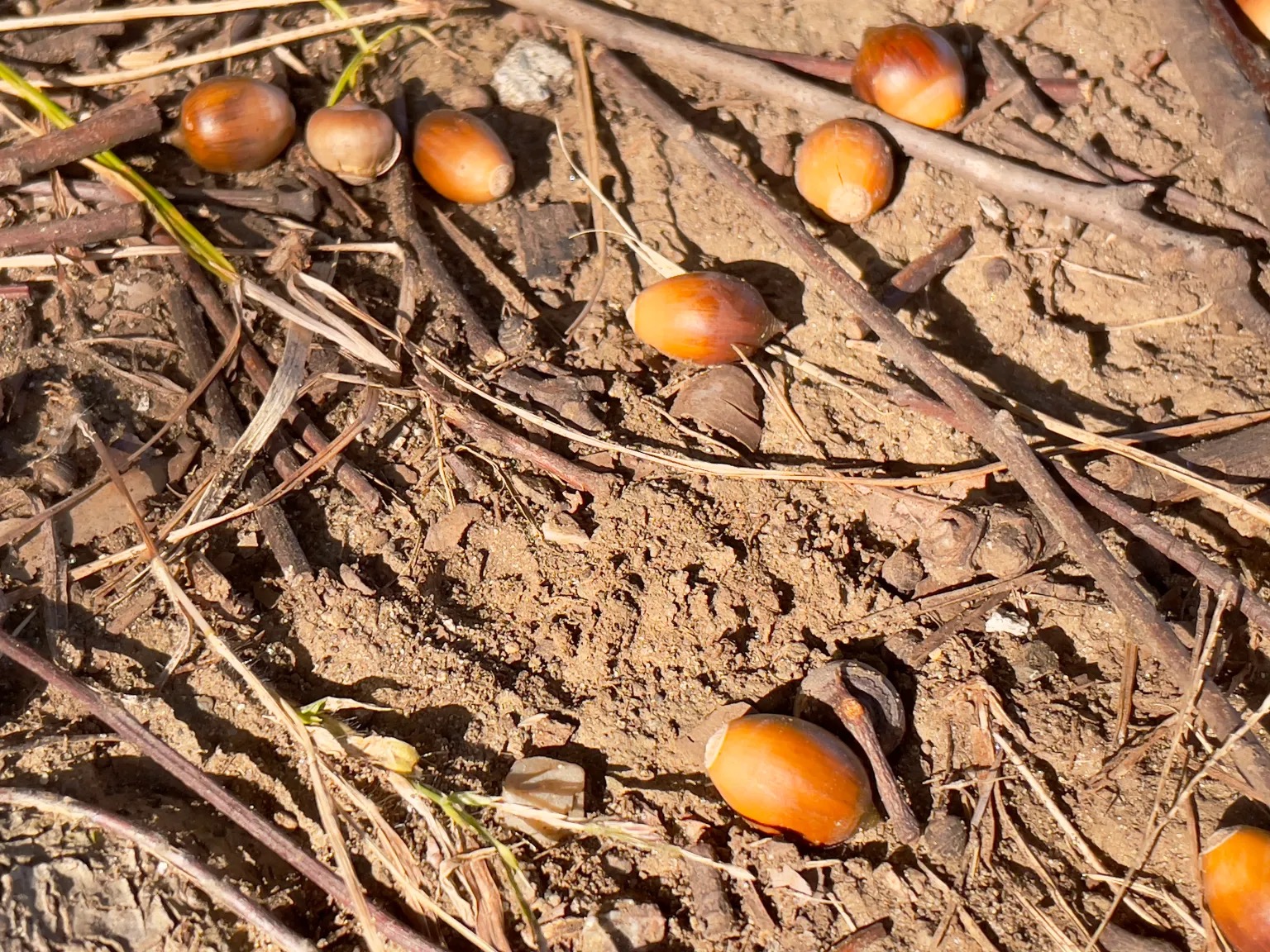 Studio Ghibli store has a secret Donguri Bank account that rewards you ...