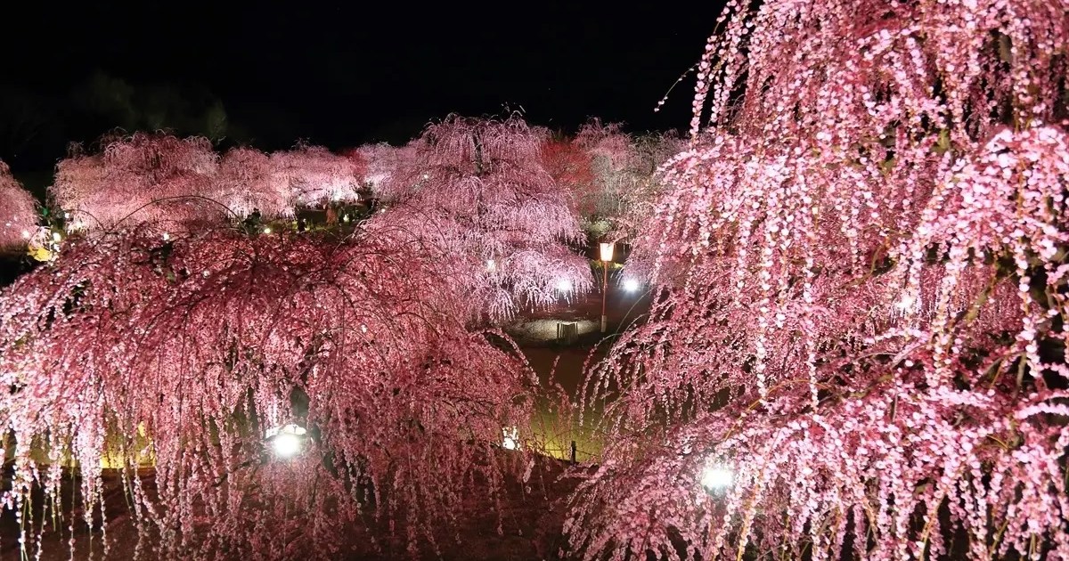 It’s time to get a jump on beautiful pink blossoms at this forest ...