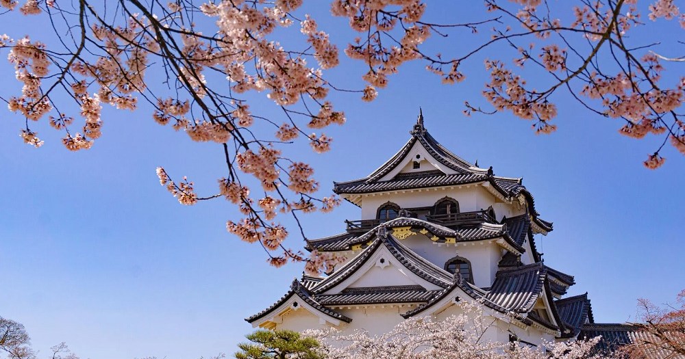 Super-detailed cherry blossom forecast maps for 2025 show warm winter ...