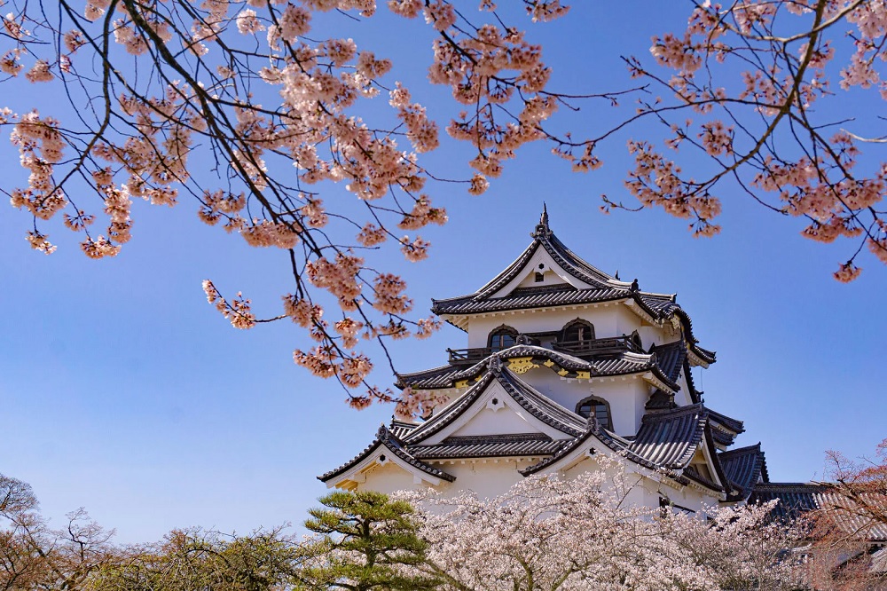 Super-detailed cherry blossom forecast maps for 2025 show warm winter ...