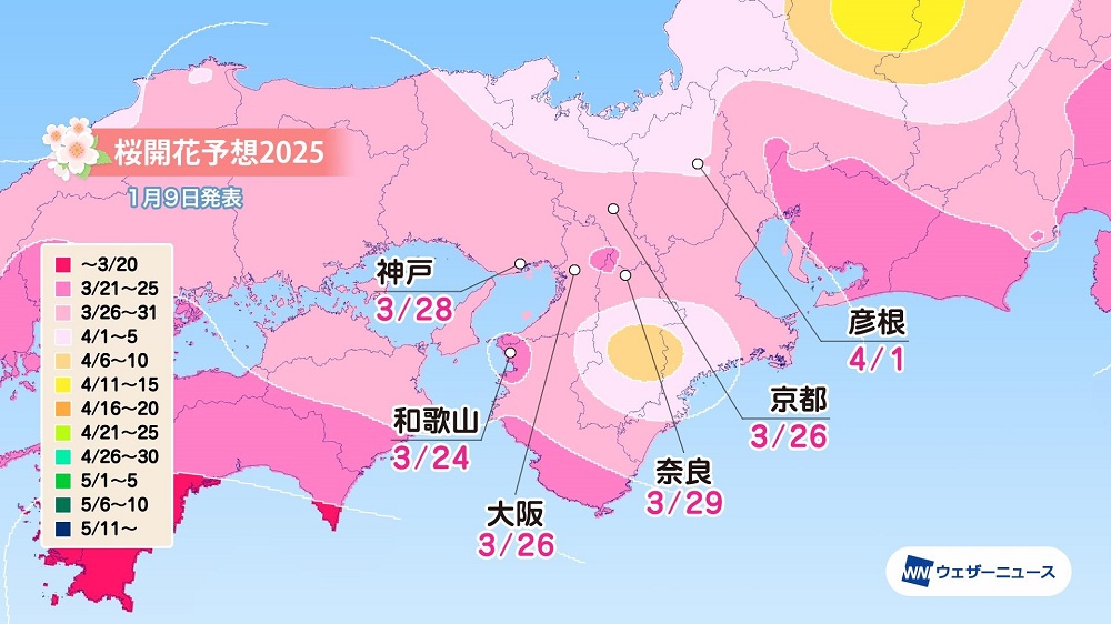 Super-detailed cherry blossom forecast maps for 2025 show warm winter ...