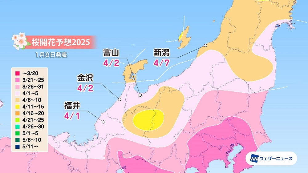 Super-detailed cherry blossom forecast maps for 2025 show warm winter ...