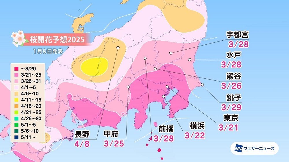 Super-detailed cherry blossom forecast maps for 2025 show warm winter ...