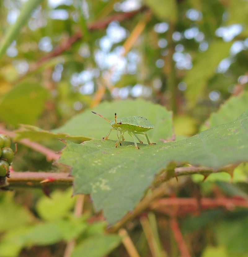 Japanese junior high students make air freshener from stink bugs ...