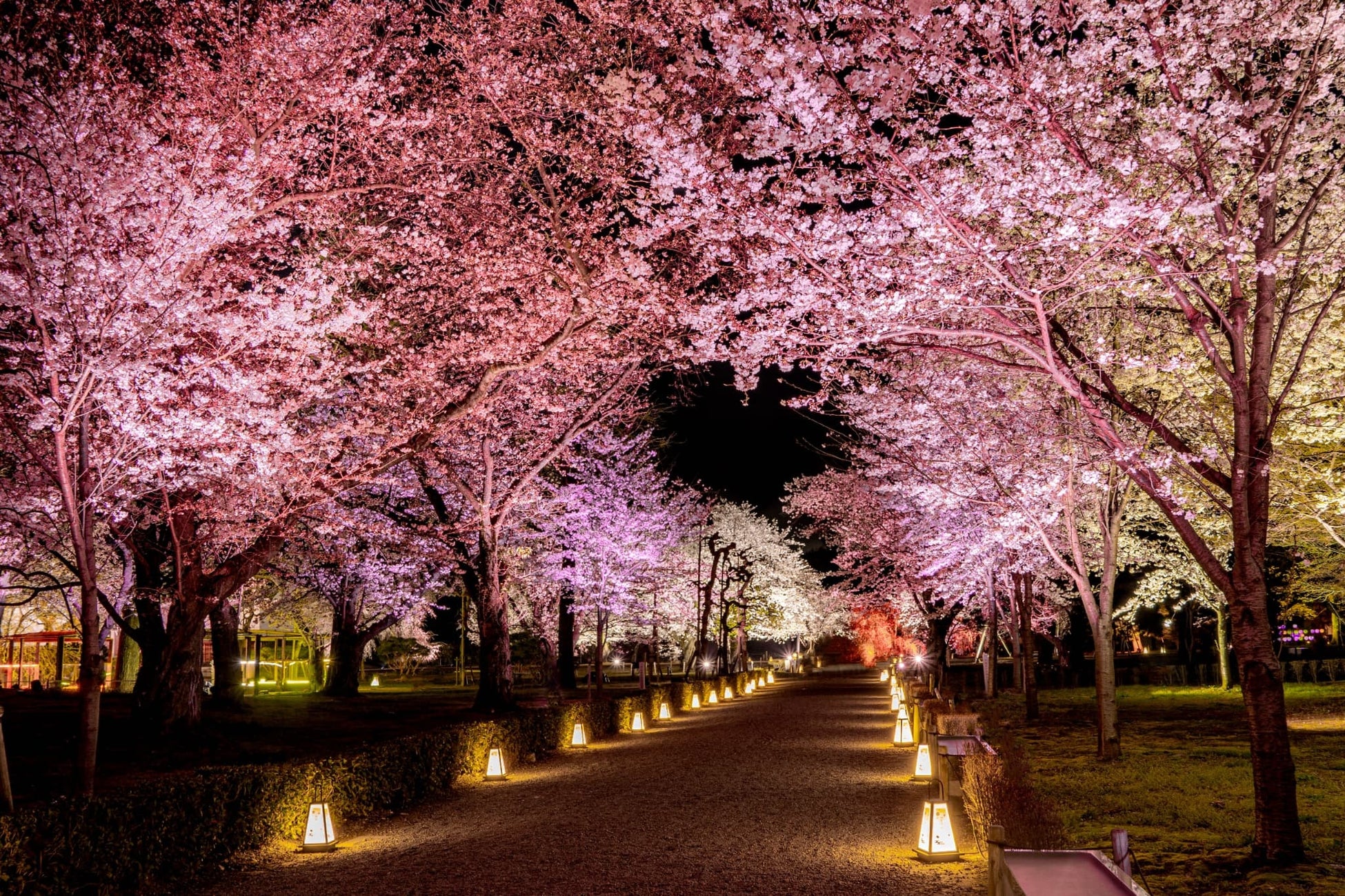 Naked meets Kyoto’s Nijo Castle again for a nighttime sakura digital ...
