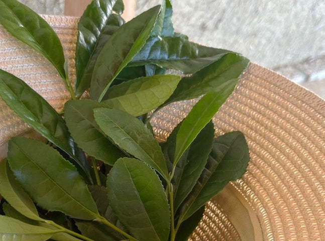 Experience picking your own tea with a side of history at Chazuna in ...