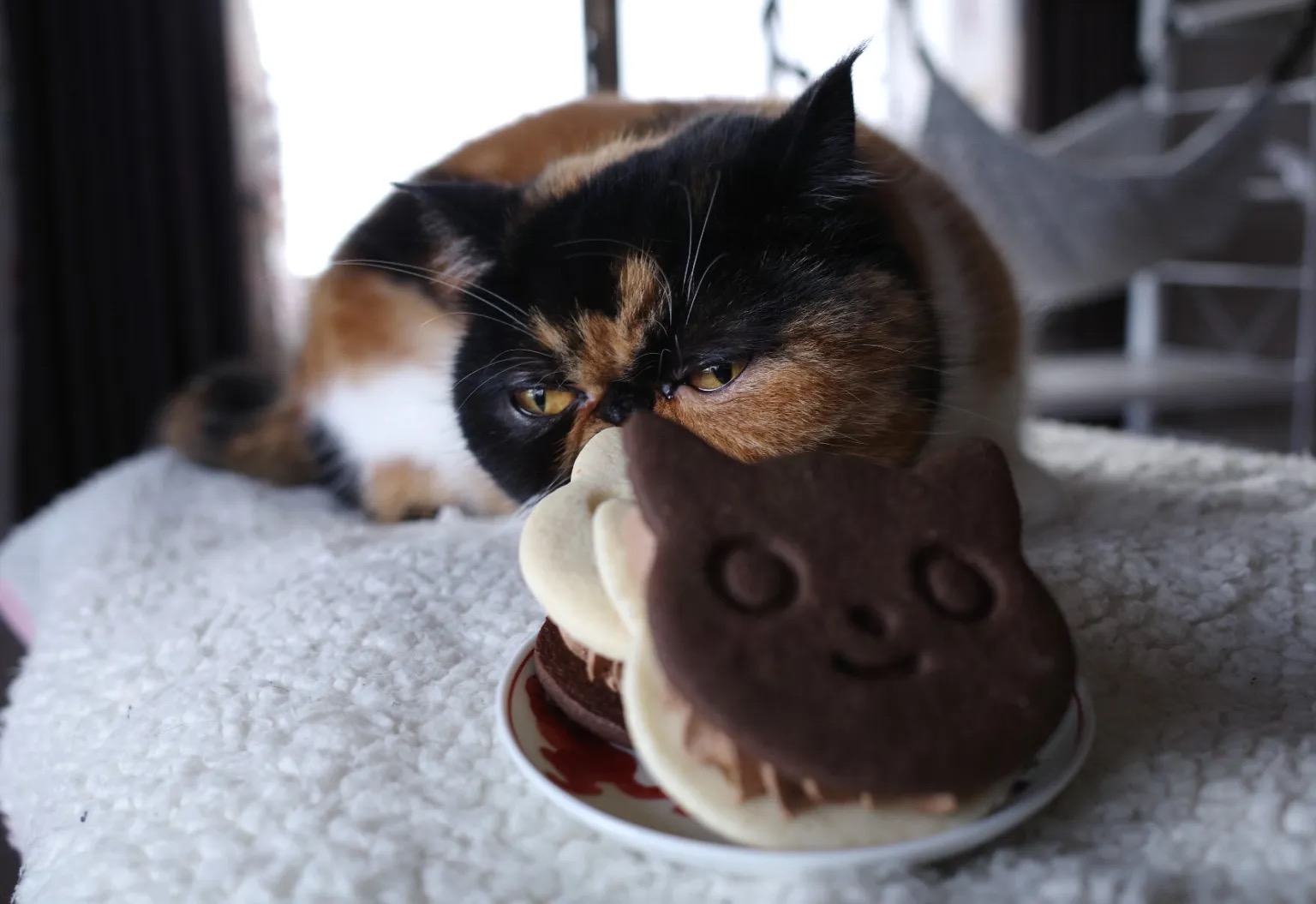 Family Mart unleashes sweet cats in Japan for Cat Day, but do they ...