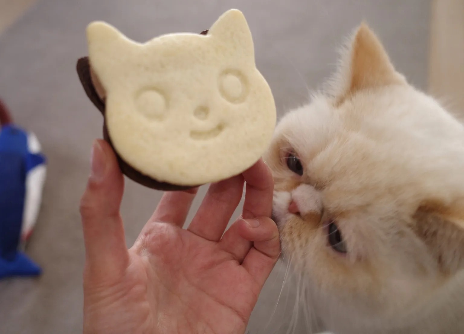 Family Mart unleashes sweet cats in Japan for Cat Day, but do they ...