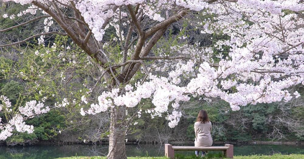 Updated Japan cherry blossom forecast maps move up predicted start of ...