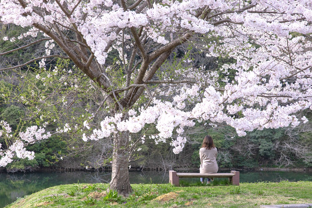 Updated Japan cherry blossom forecast maps move up predicted start of ...
