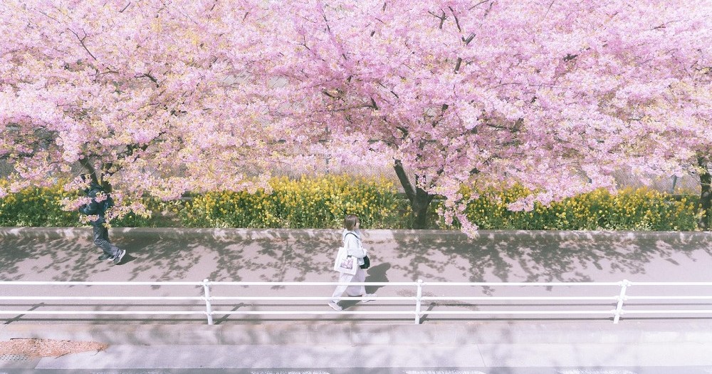 Newest Japan full-bloom cherry blossom forecast shows mankai sakura ...