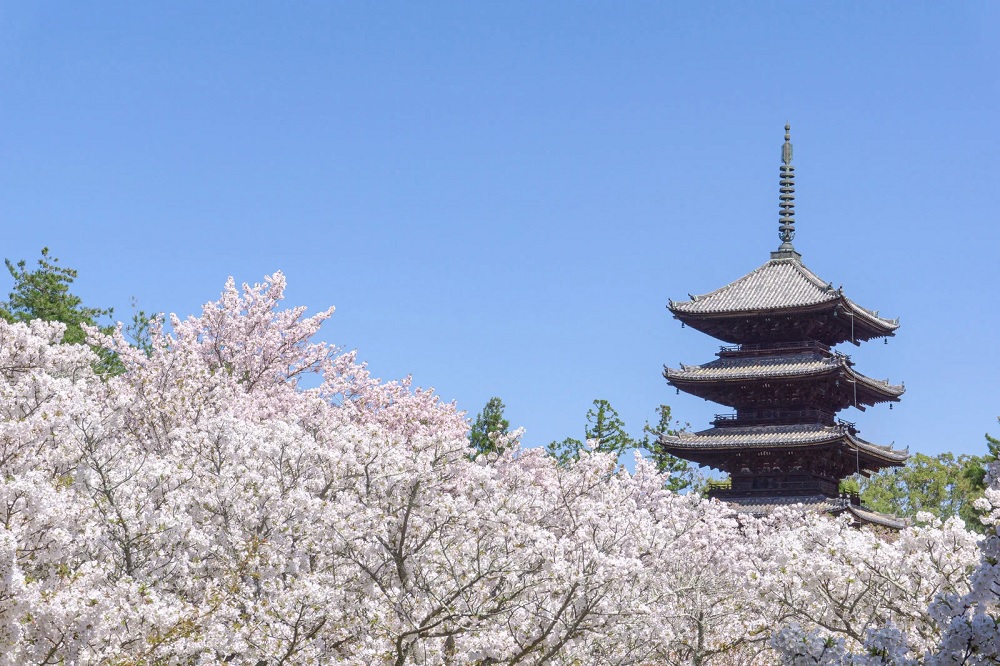 Newest Japan full-bloom cherry blossom forecast shows mankai sakura ...