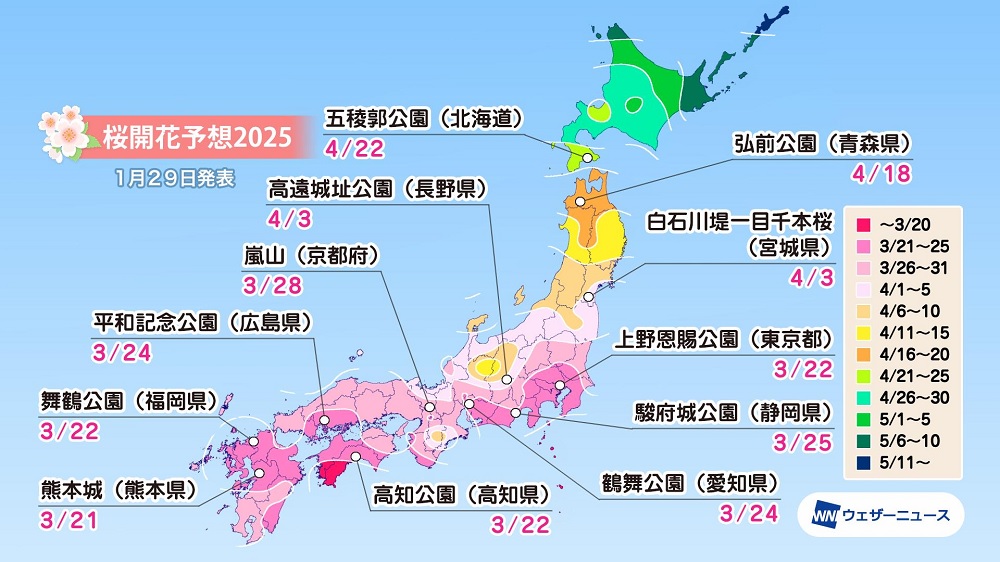 Updated Japan cherry blossom forecast maps move up predicted start of ...