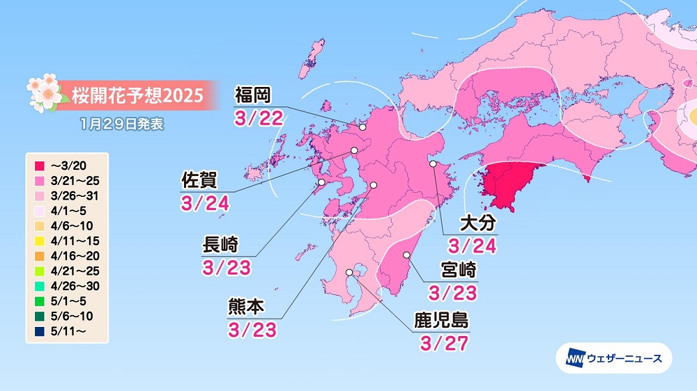 Updated Japan cherry blossom forecast maps move up predicted start of ...