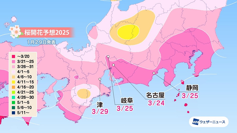 Updated Japan cherry blossom forecast maps move up predicted start of ...