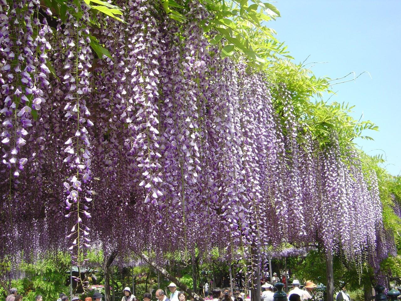 Tag: Kameido Tenjin Shrine | SoraNews24 —Japan News—