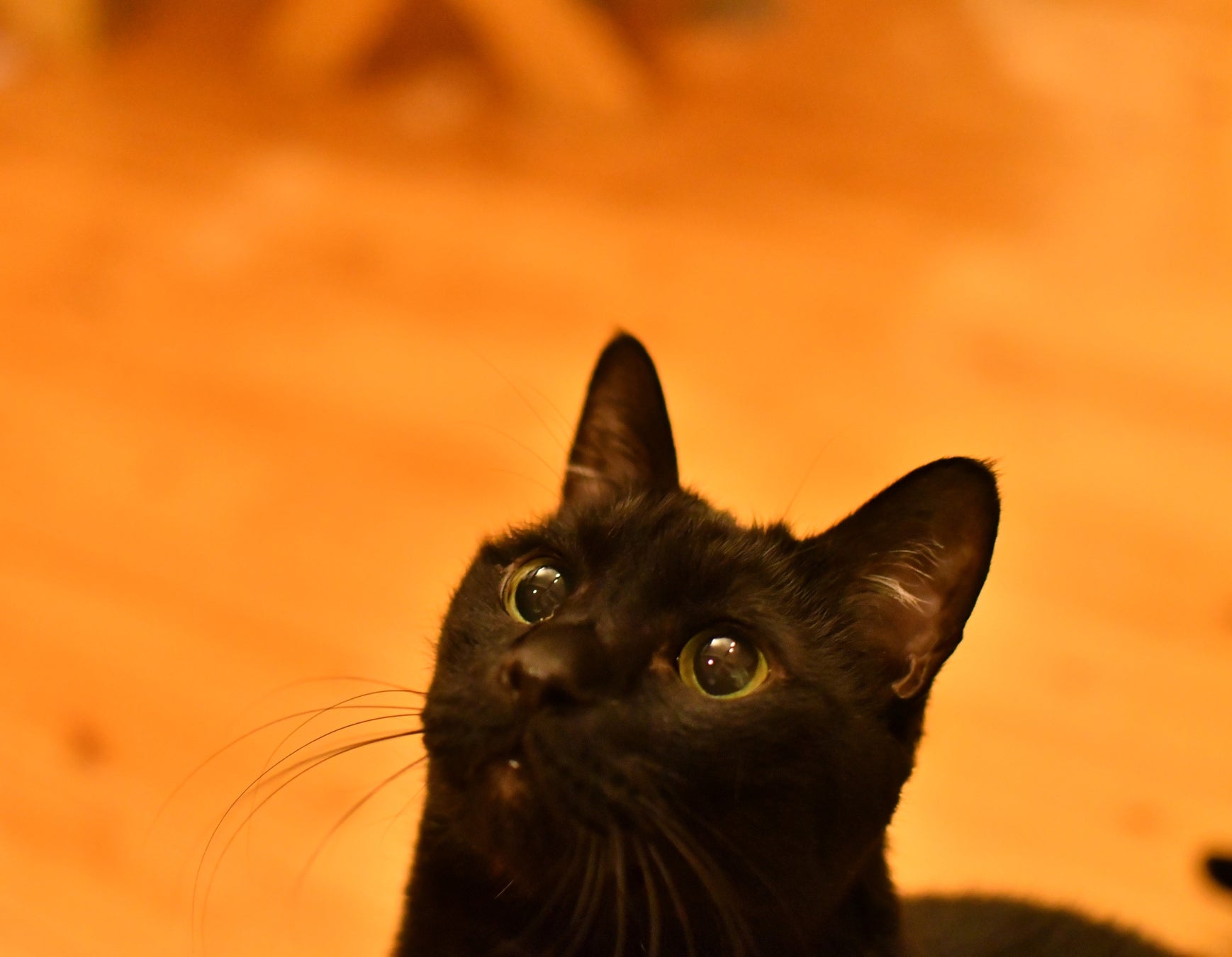 Japanese travelers choose the top five inn cats that they want to meet ...