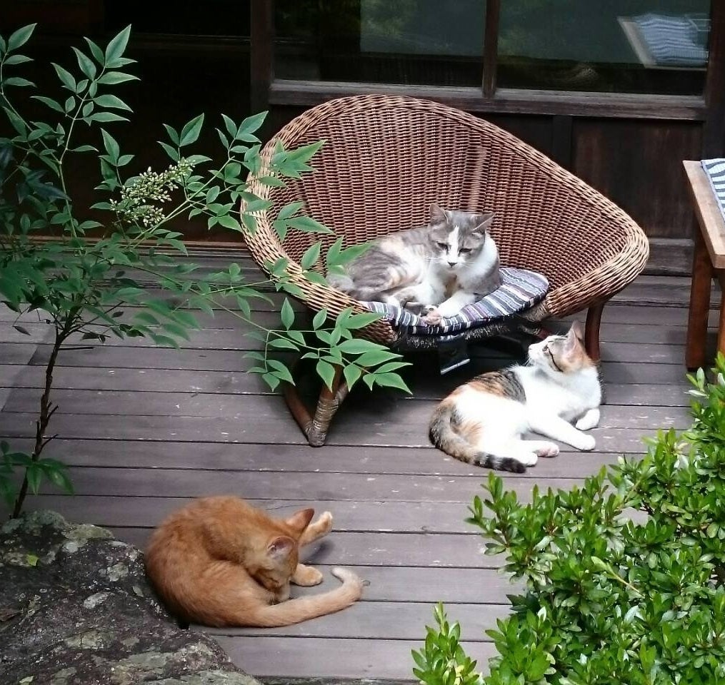 Japanese travelers choose the top five inn cats that they want to meet ...