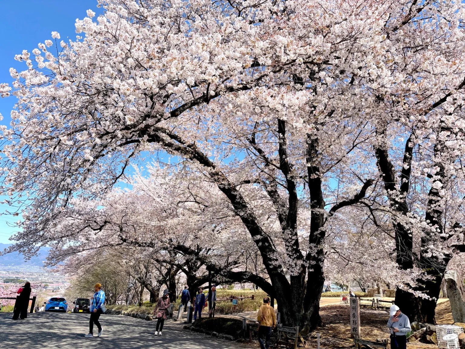 Sakura Skytree photos take Tokyo’s breath away, give kick-start to ...