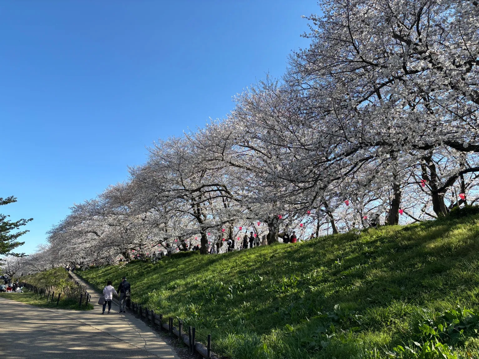 Visiting the top sakura site in Kanto…without any planning | SoraNews24 ...