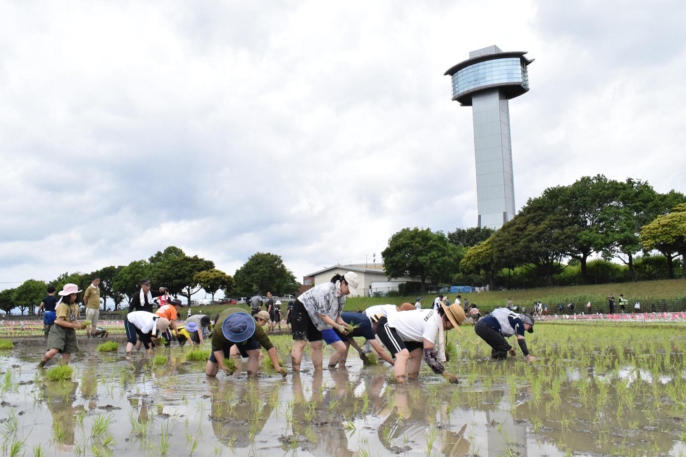 Huge 301,390-square foot Demon Slayer anime rice paddy art project ...
