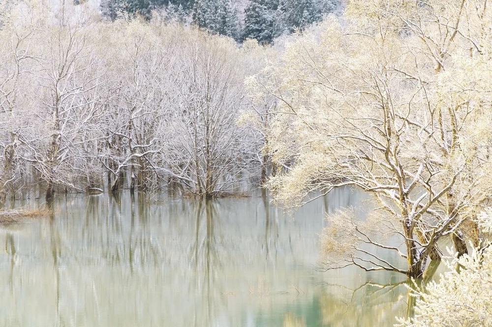 Japan’s submerged forest gets even more beautiful with Lake Shirakawa ...