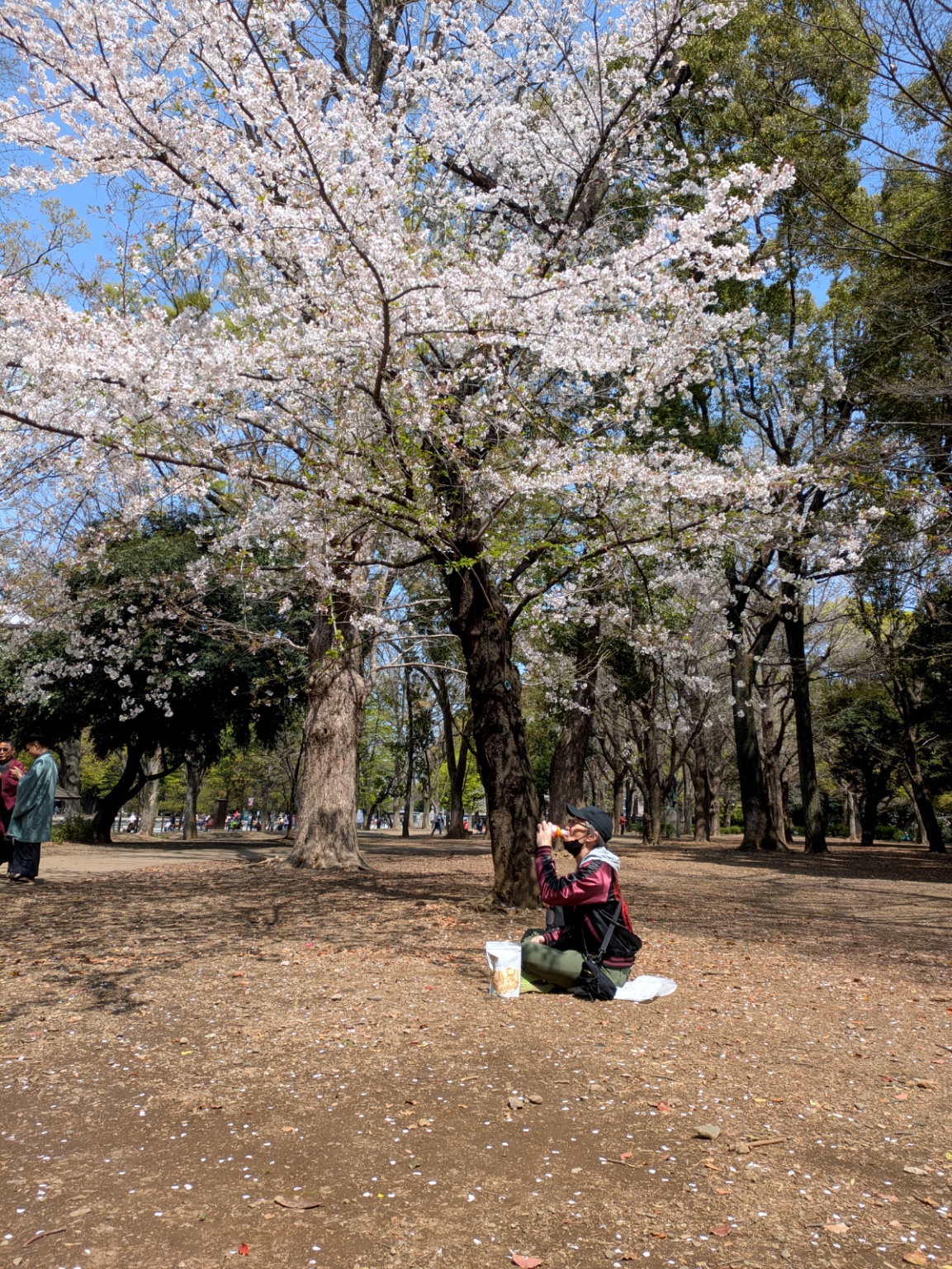 Fake cherry blossom viewing failure leads us to international ...