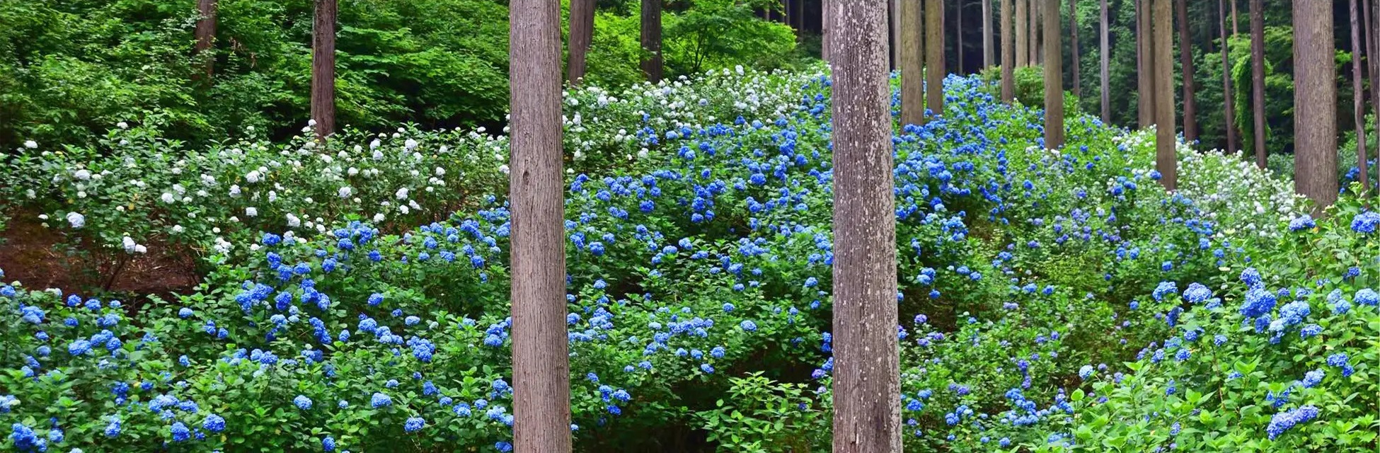 Tokyo’s Hydrangea Mountain is a spot of beauty created by one son’s ...
