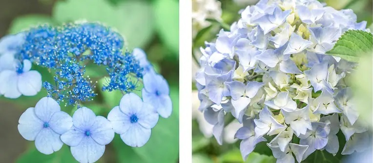Tokyo’s Hydrangea Mountain is a spot of beauty created by one son’s ...
