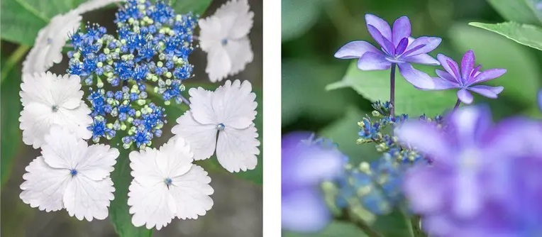 Tokyo’s Hydrangea Mountain is a spot of beauty created by one son’s ...