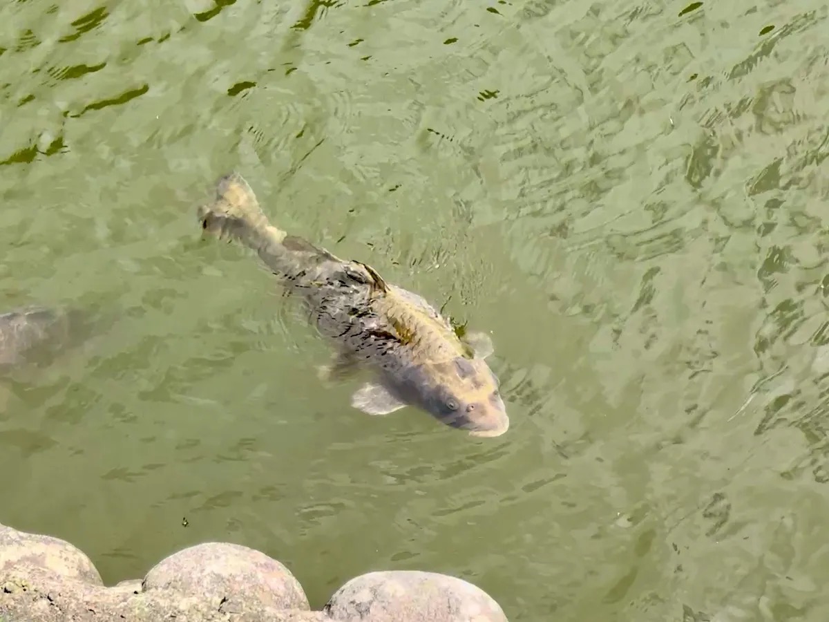 In search of the fish with a human face in Japan | SoraNews24 -Japan News-