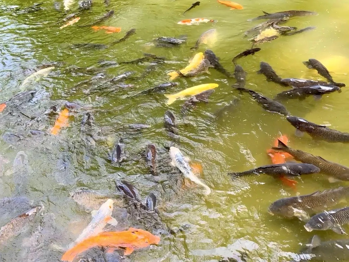 In search of the fish with a human face in Japan | SoraNews24 -Japan News-